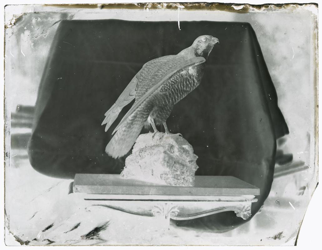 Mounted hawk, glass negative - Collections Online