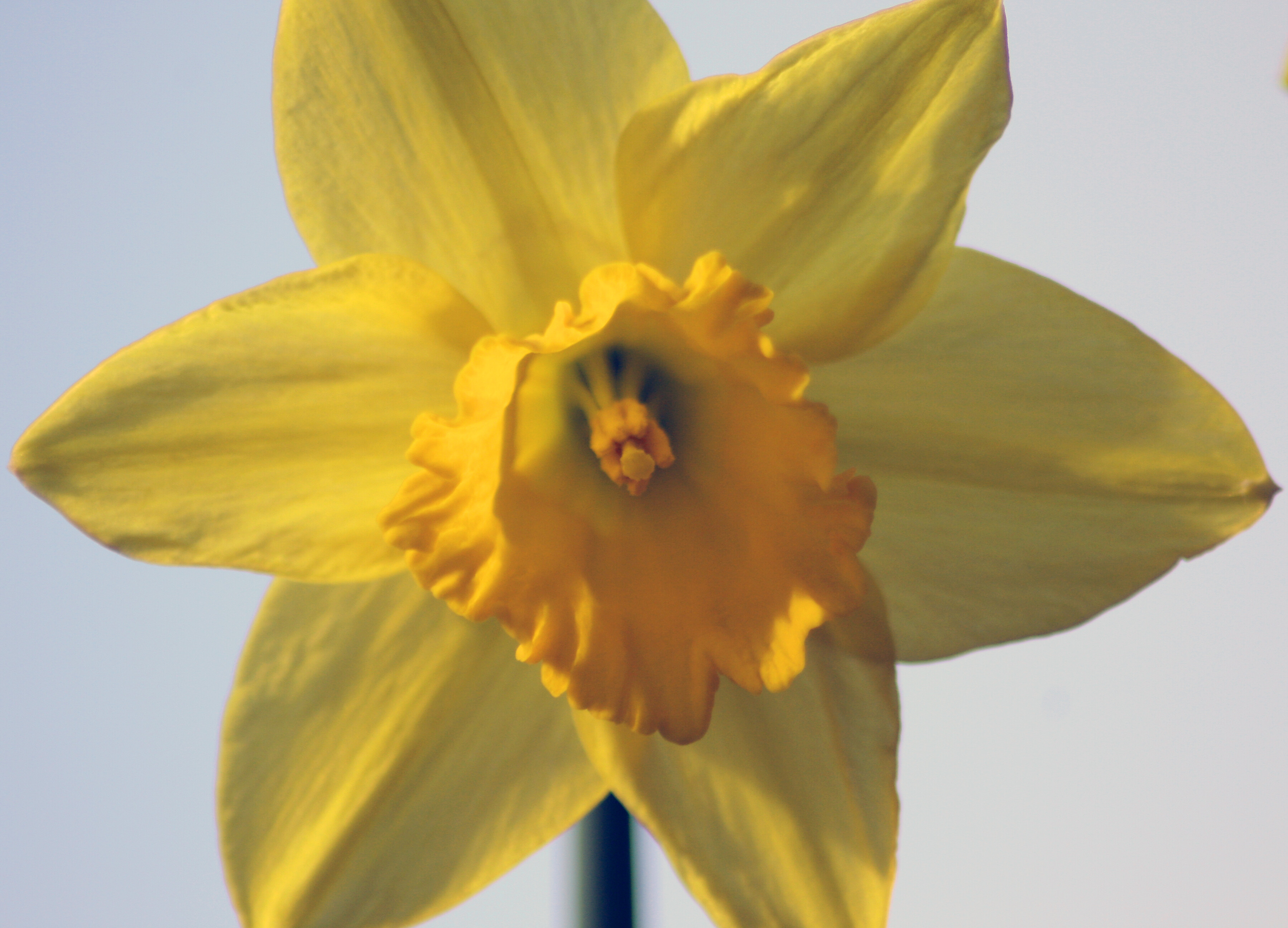 Day of the daffs | Museum Wales