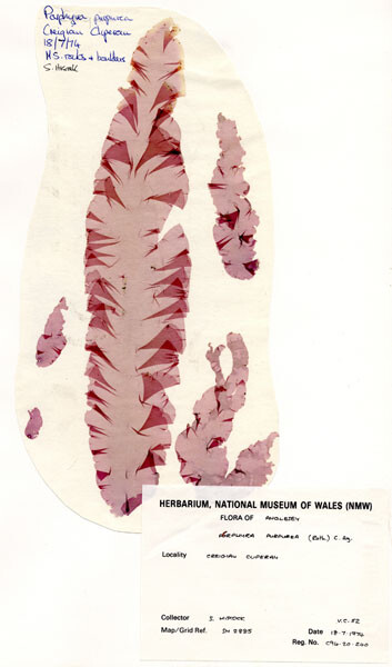 British Seaweeds | Museum Wales