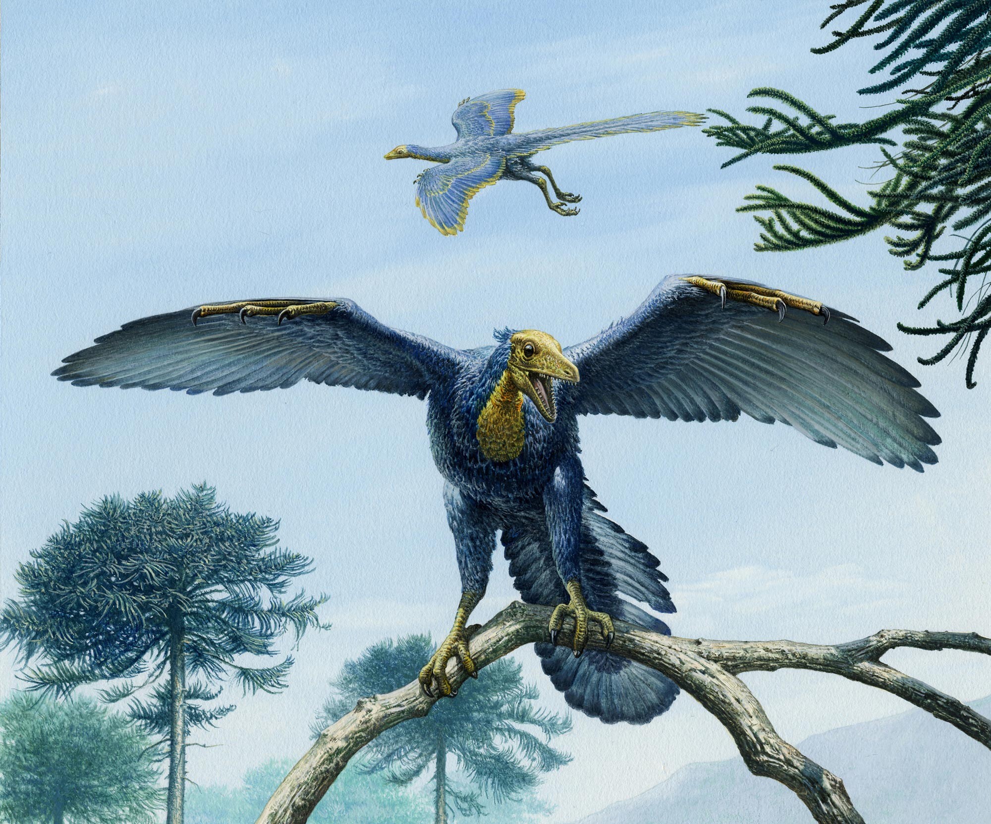 Archaeopteryx – the missing link between dinosaurs and birds?