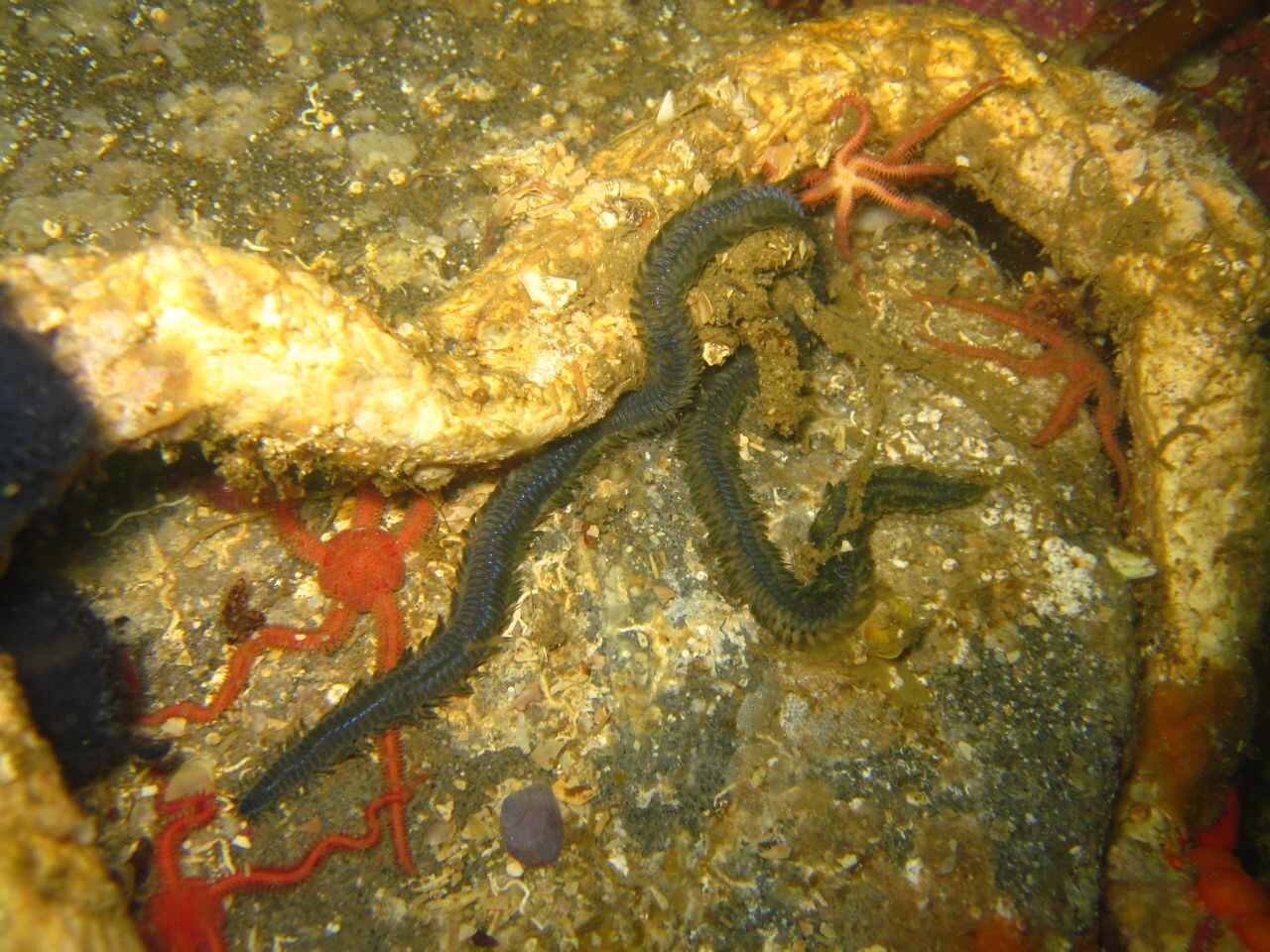 Polychaete research in the Falklands by Teresa Darbyshire - The dive ...