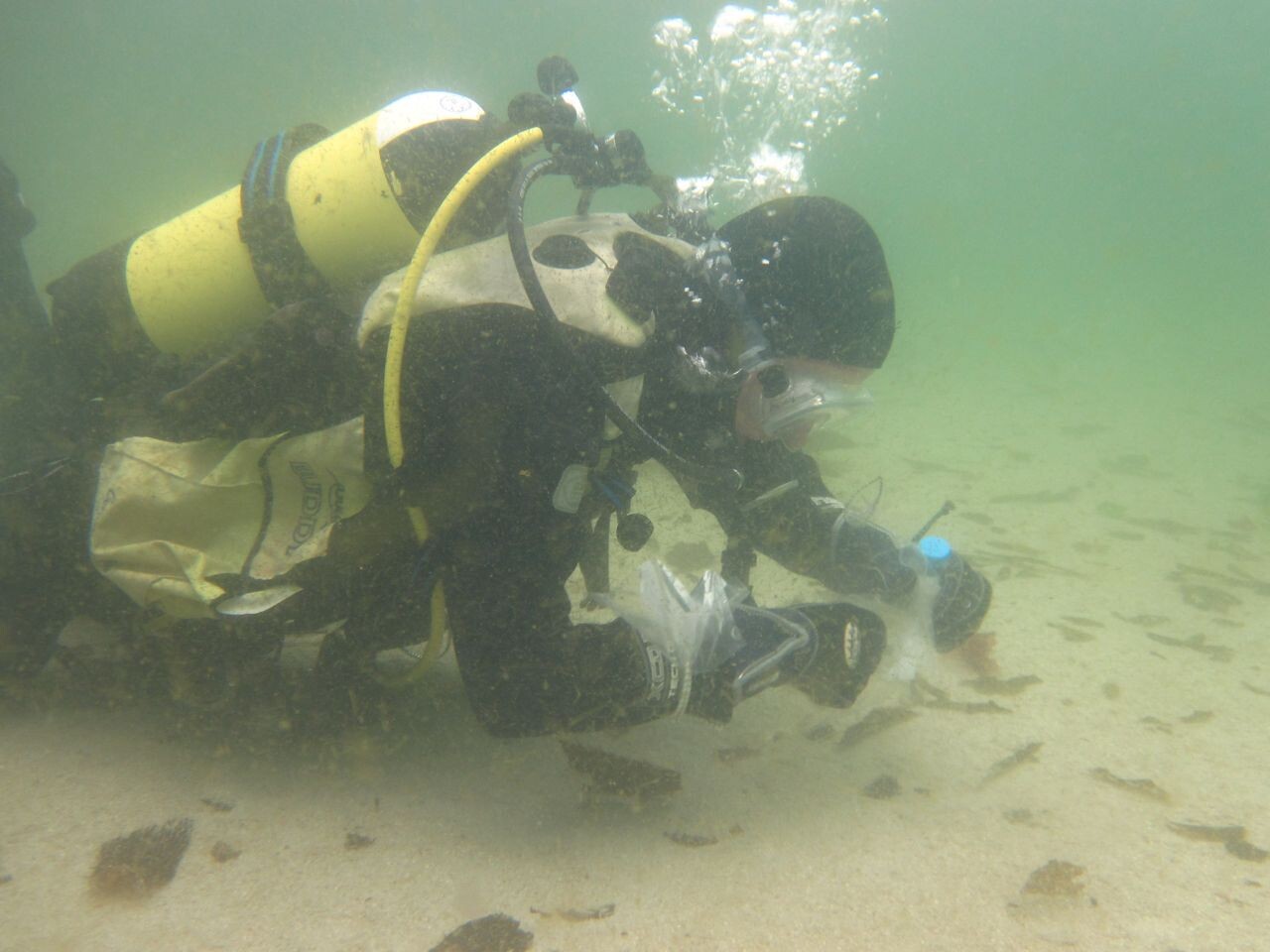 Polychaete research in the Falklands by Teresa Darbyshire - The dive ...