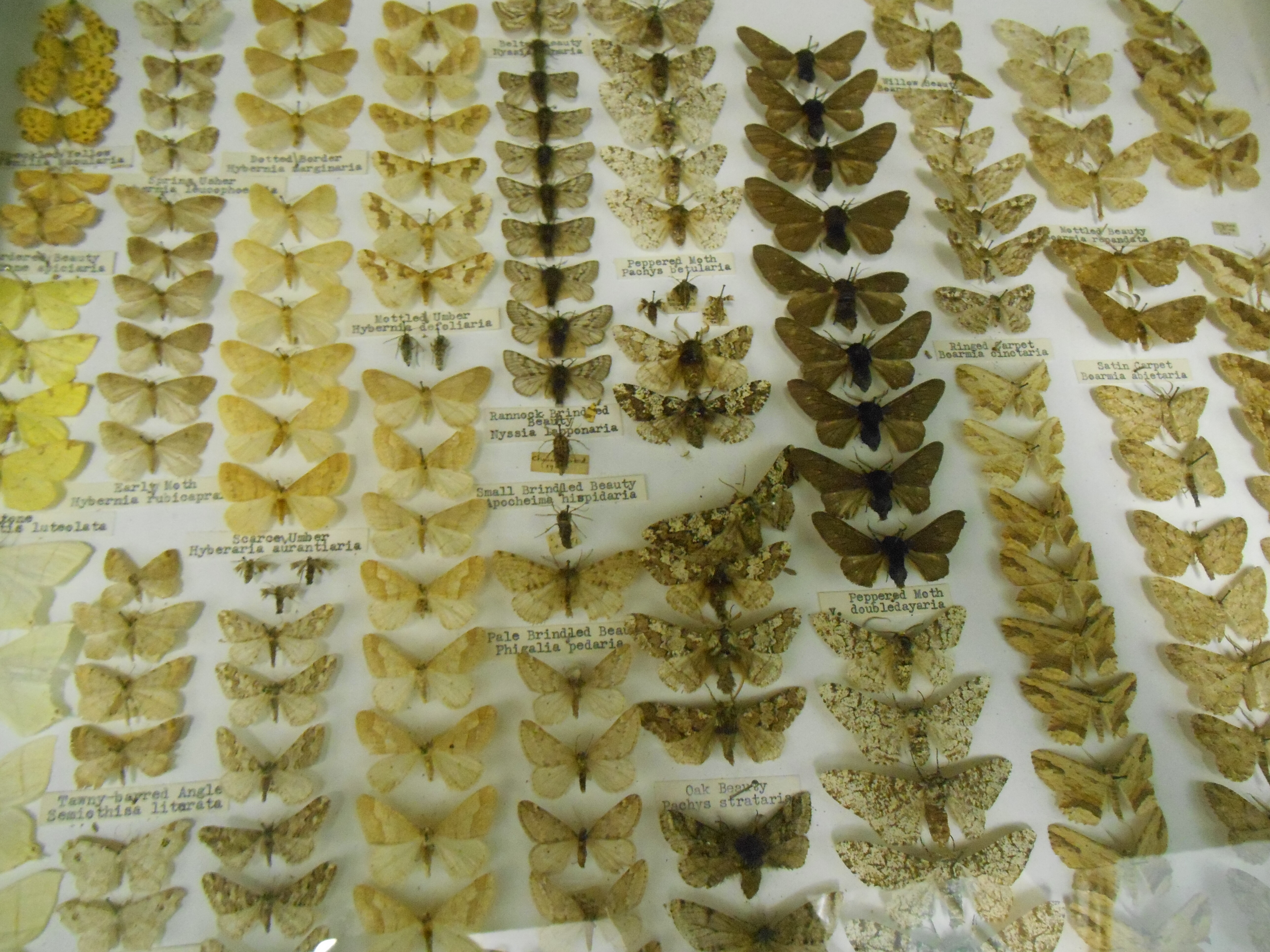 Storage of entomology collections in museums | Museum Wales