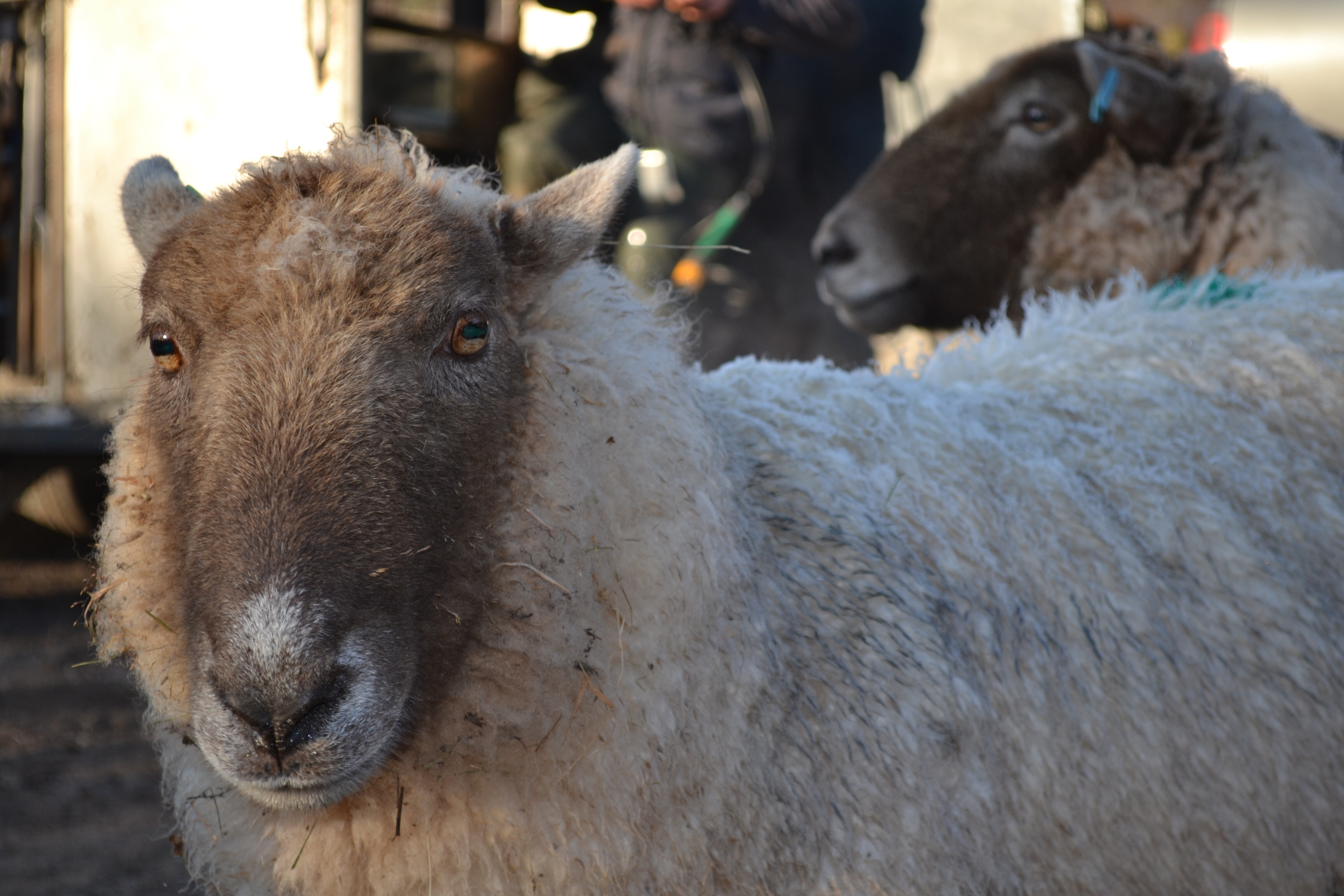 counting sheep | Museum Wales