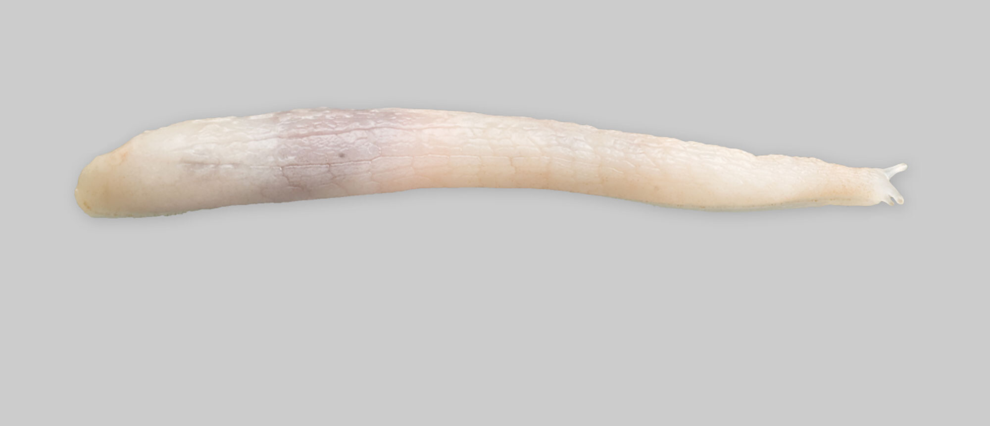 The Long Reach of the Ghost Slug | National Museum Wales