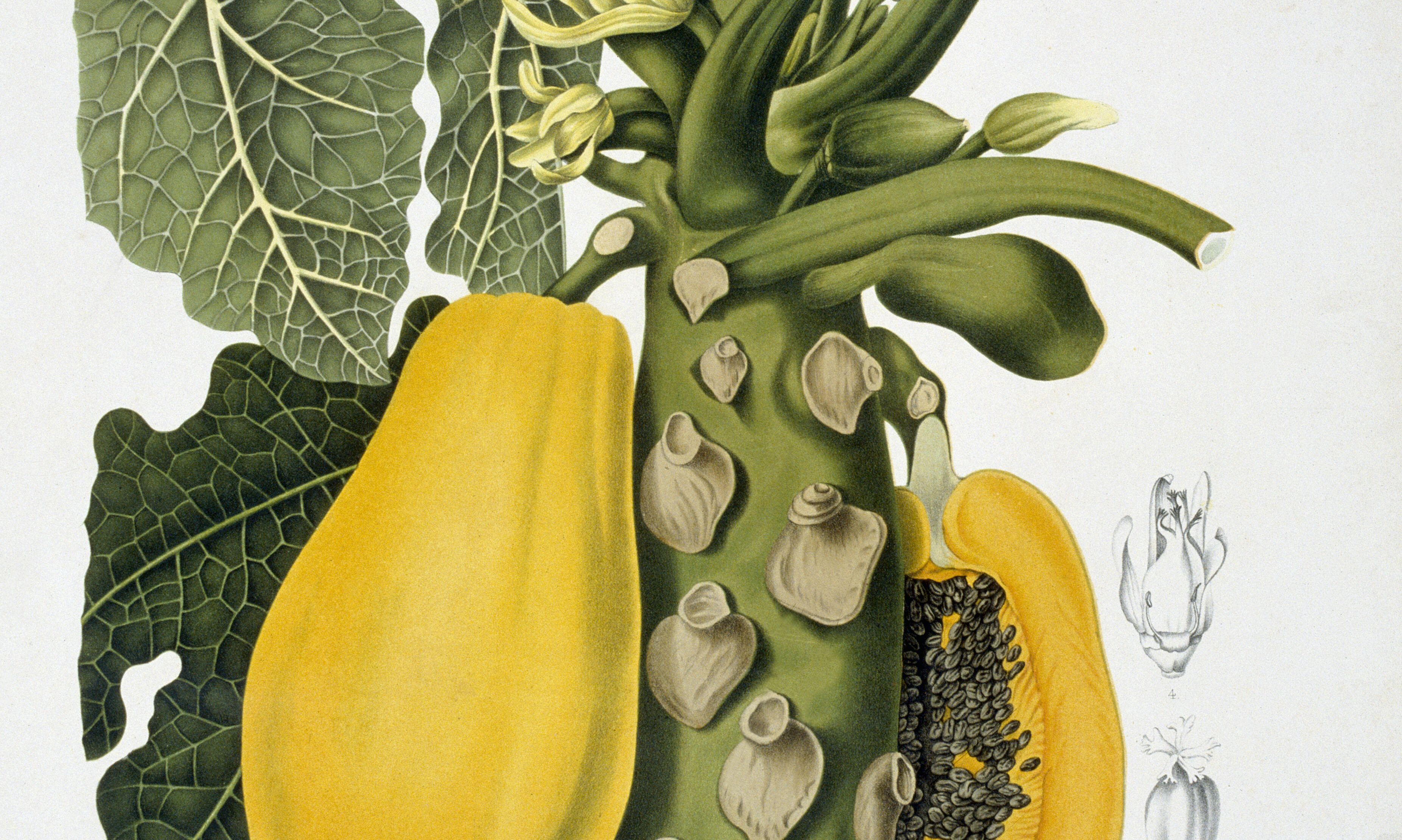 A passion for plants: botanical illustration by women artists ...