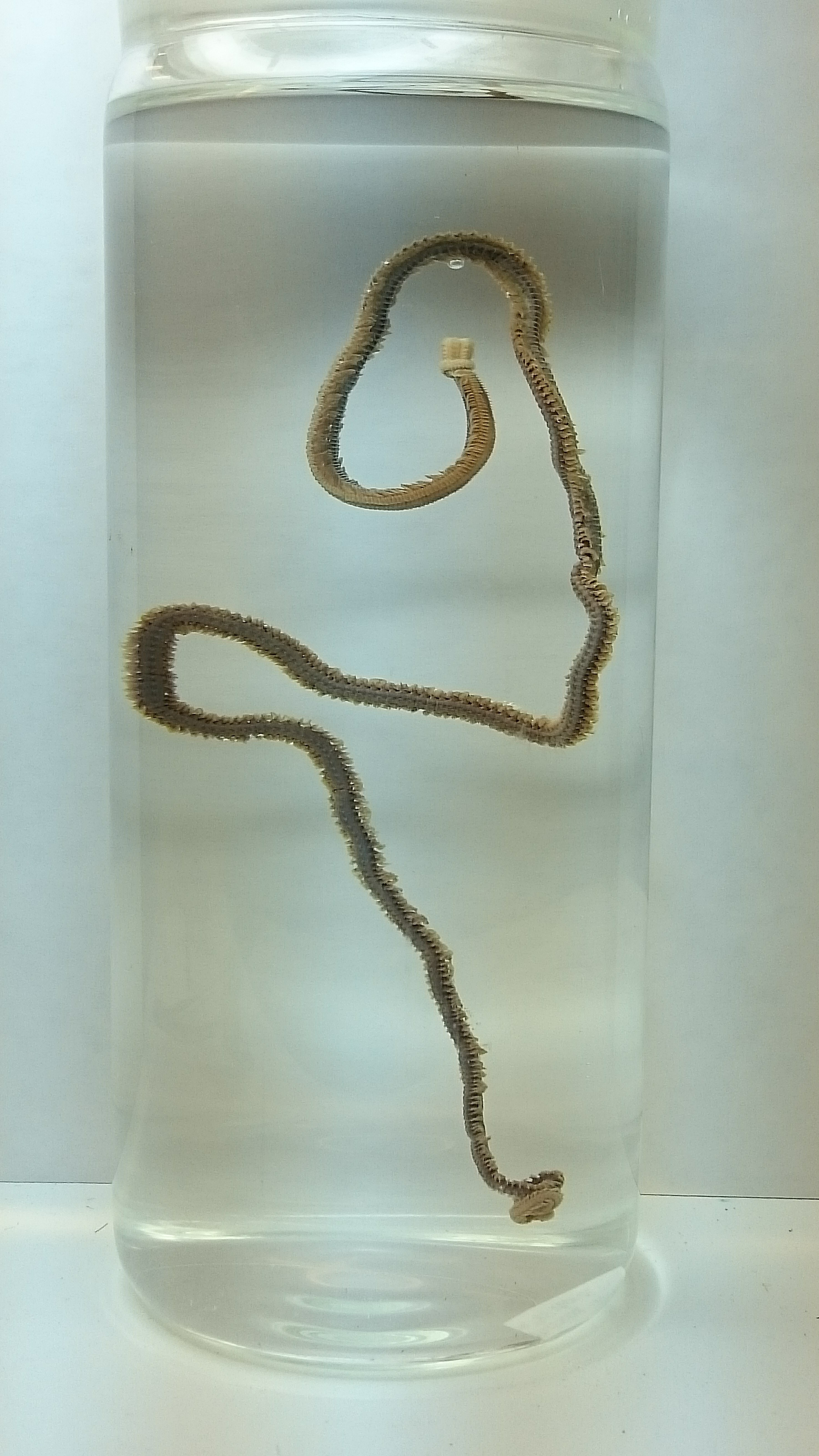 Glamming up the worms! | Museum Wales