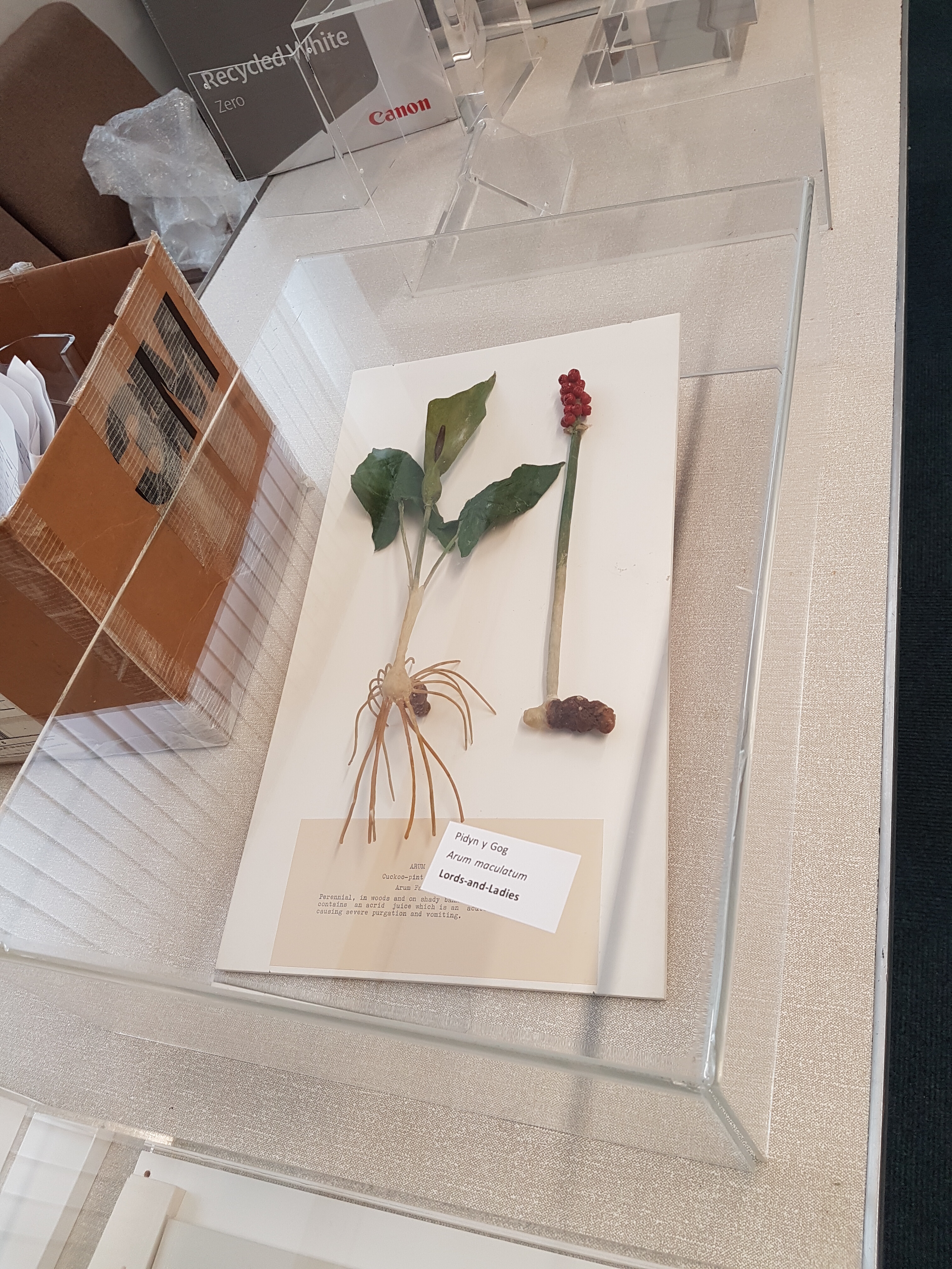 RHS Flower Show | National Museum Wales