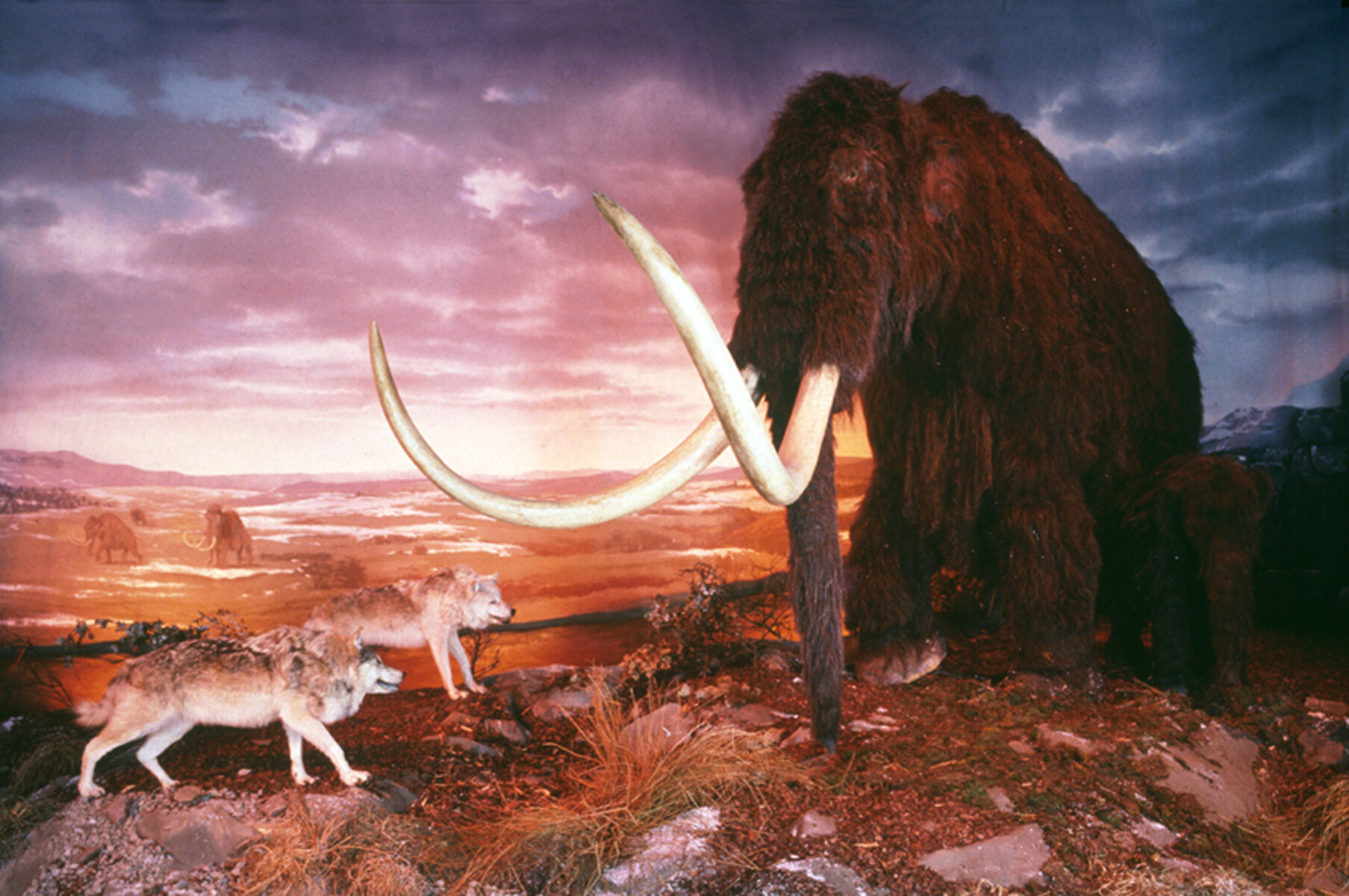 The Museum Mammoths