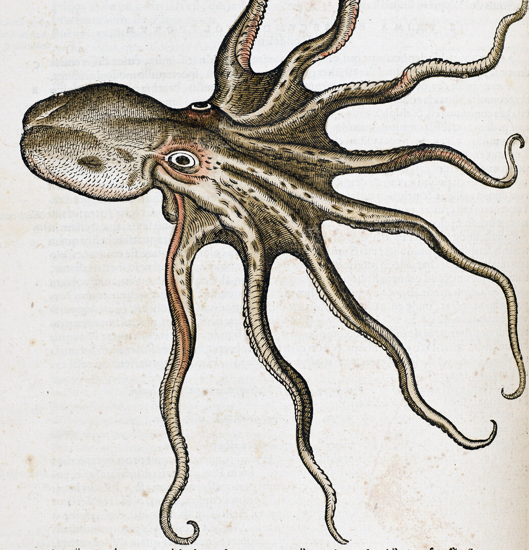 16th century books in the Willoughby Gardner Library | Museum Wales