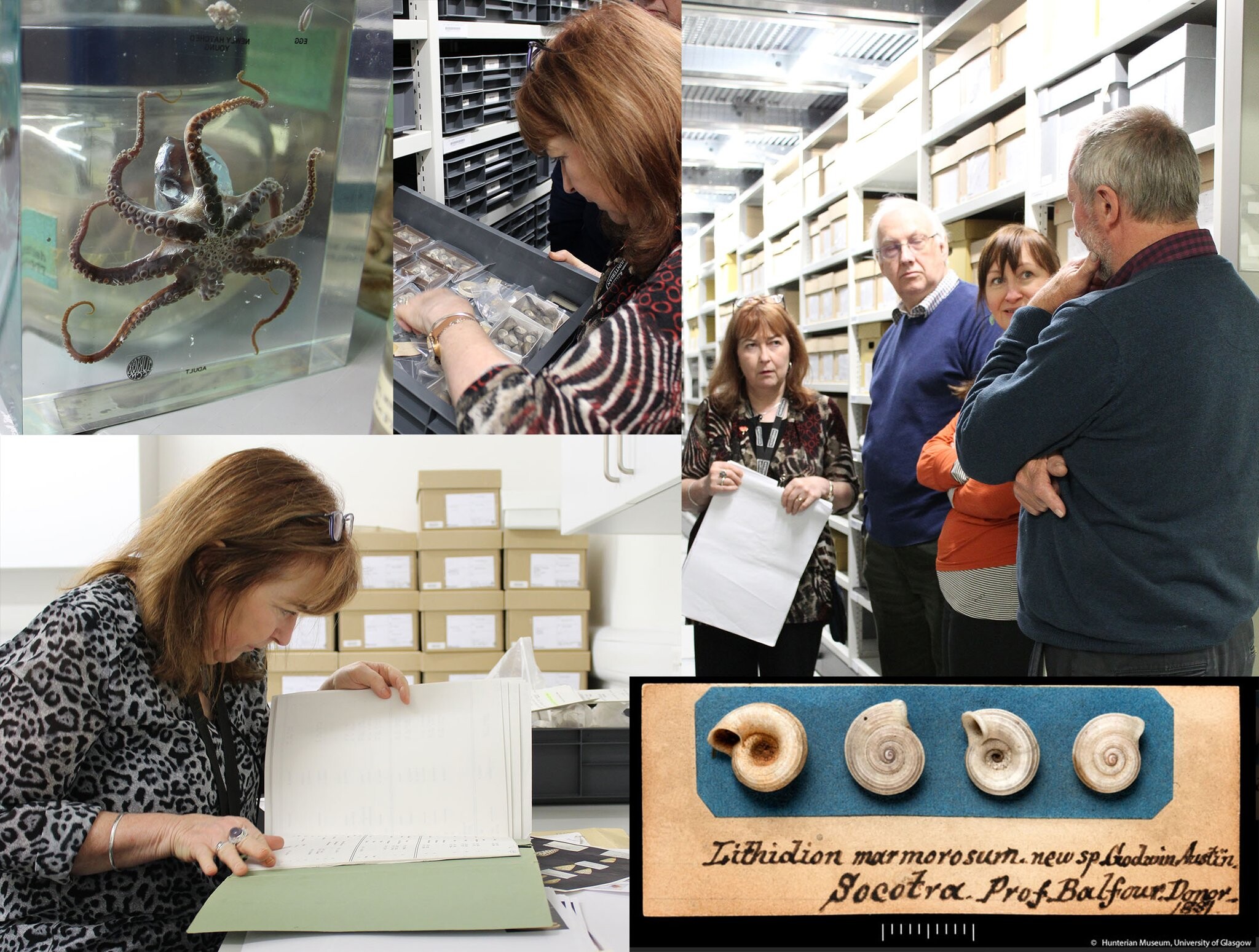 Great British Mollusca Types Project | National Museum Wales