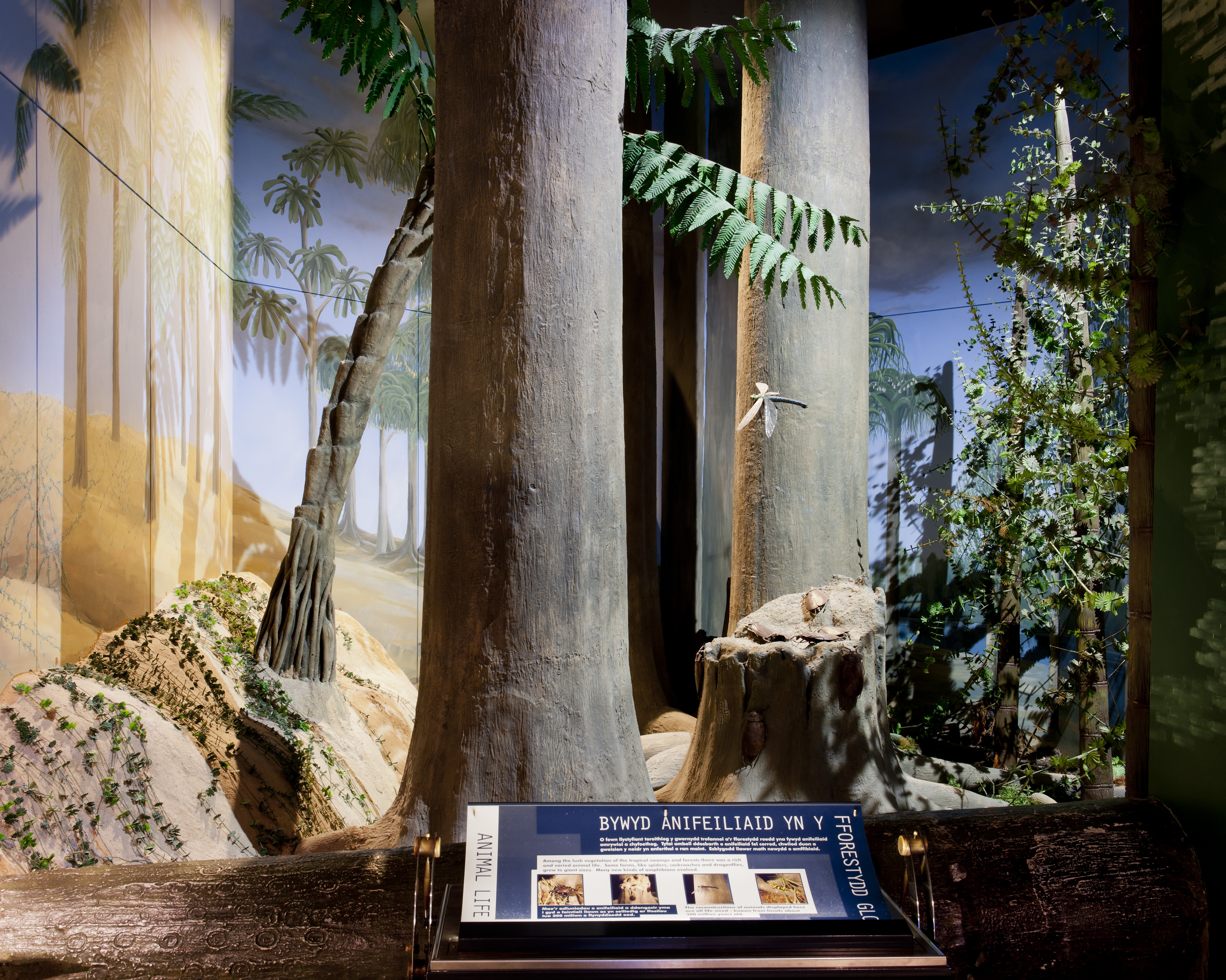 Explore Volunteer Blog: Evolution Trolley Introduction | Museum Wales