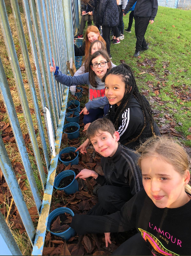 Our plants have started to grow | Museum Wales