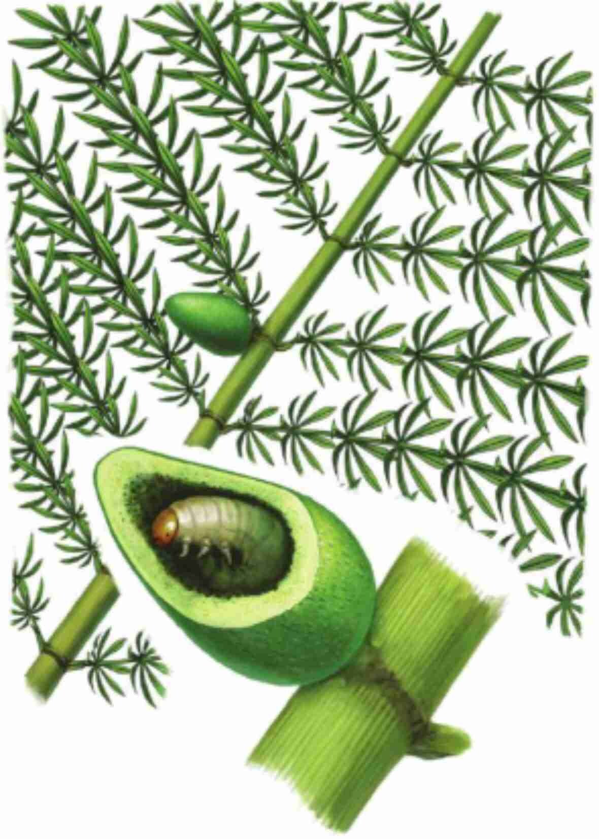 Insect galls in “deep time”