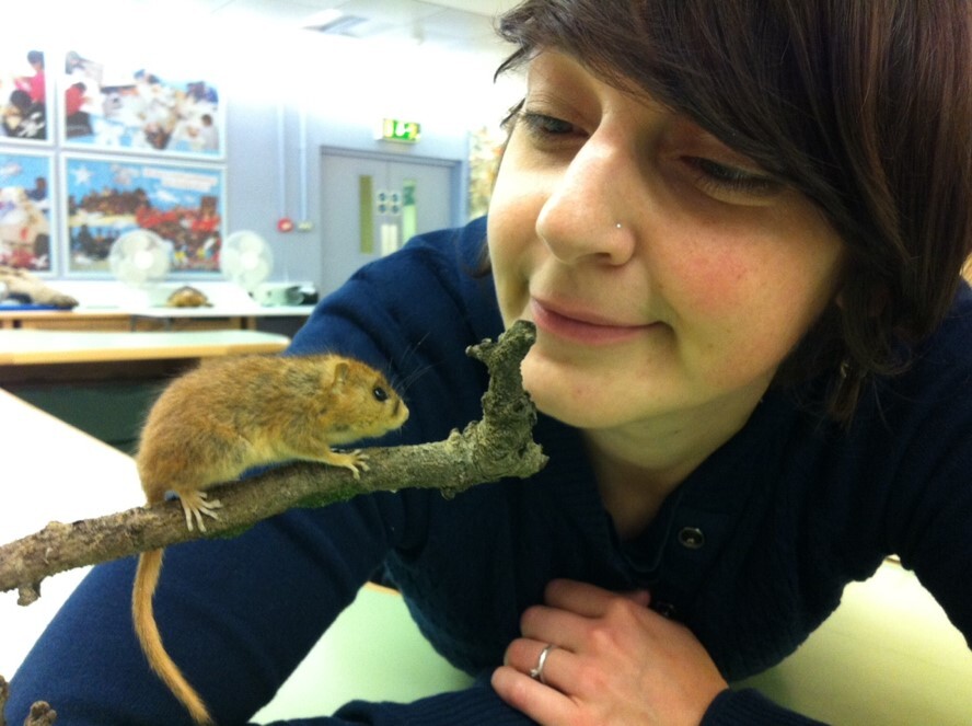 A Day in the Life of a Natural History Curator | Museum Wales