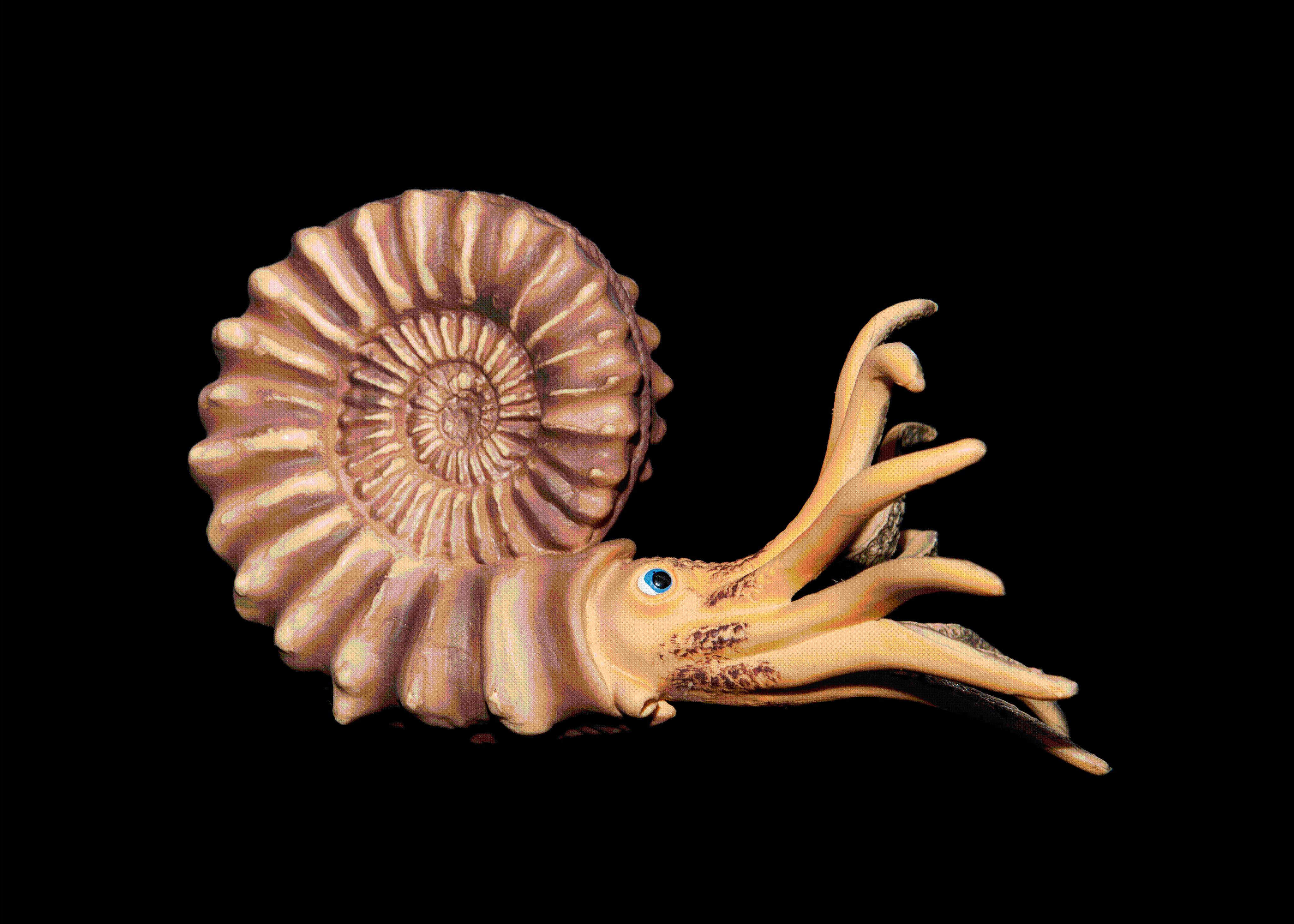 Explore: Ammonites | Museum Wales