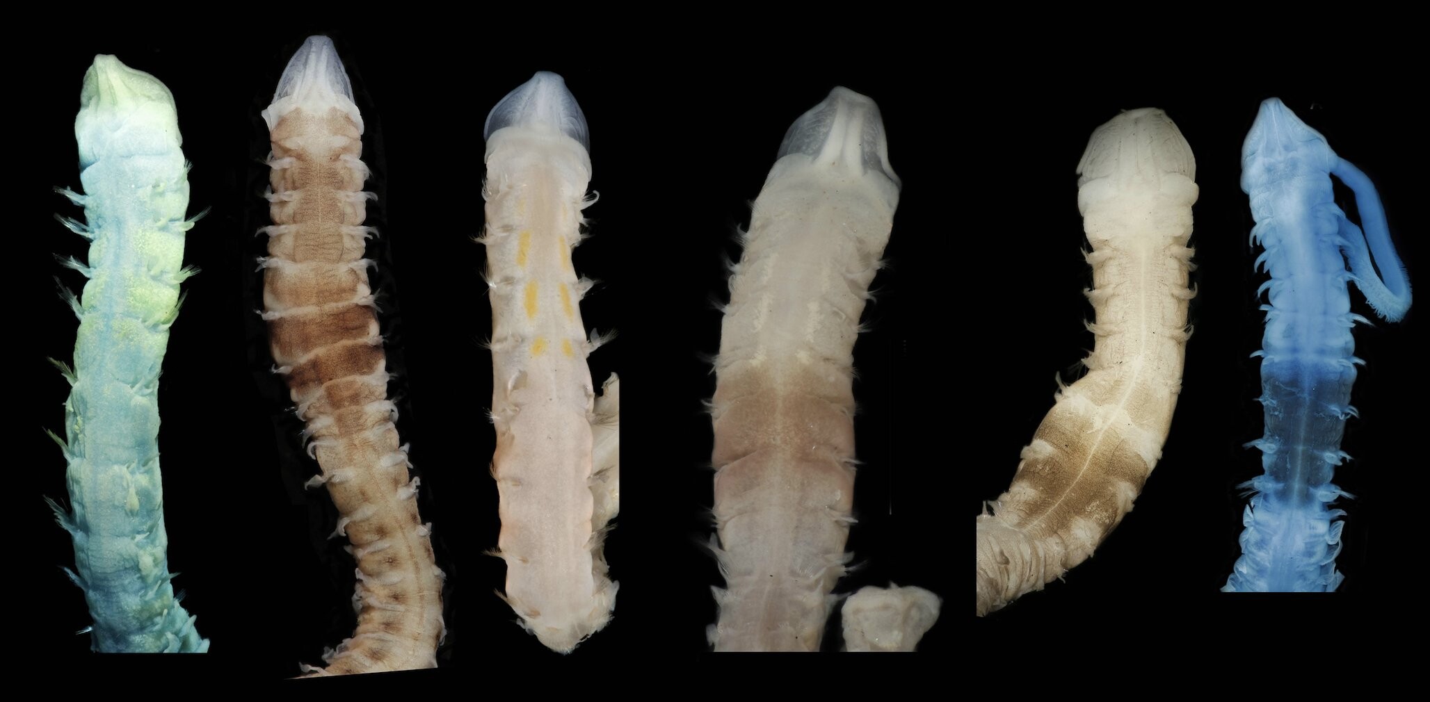 Shovel head worms from Wales to West Africa | National Museum Wales