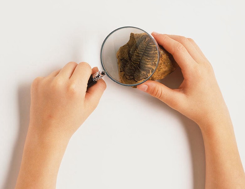 Workshop: Dinosaur Detectives | Museum Wales
