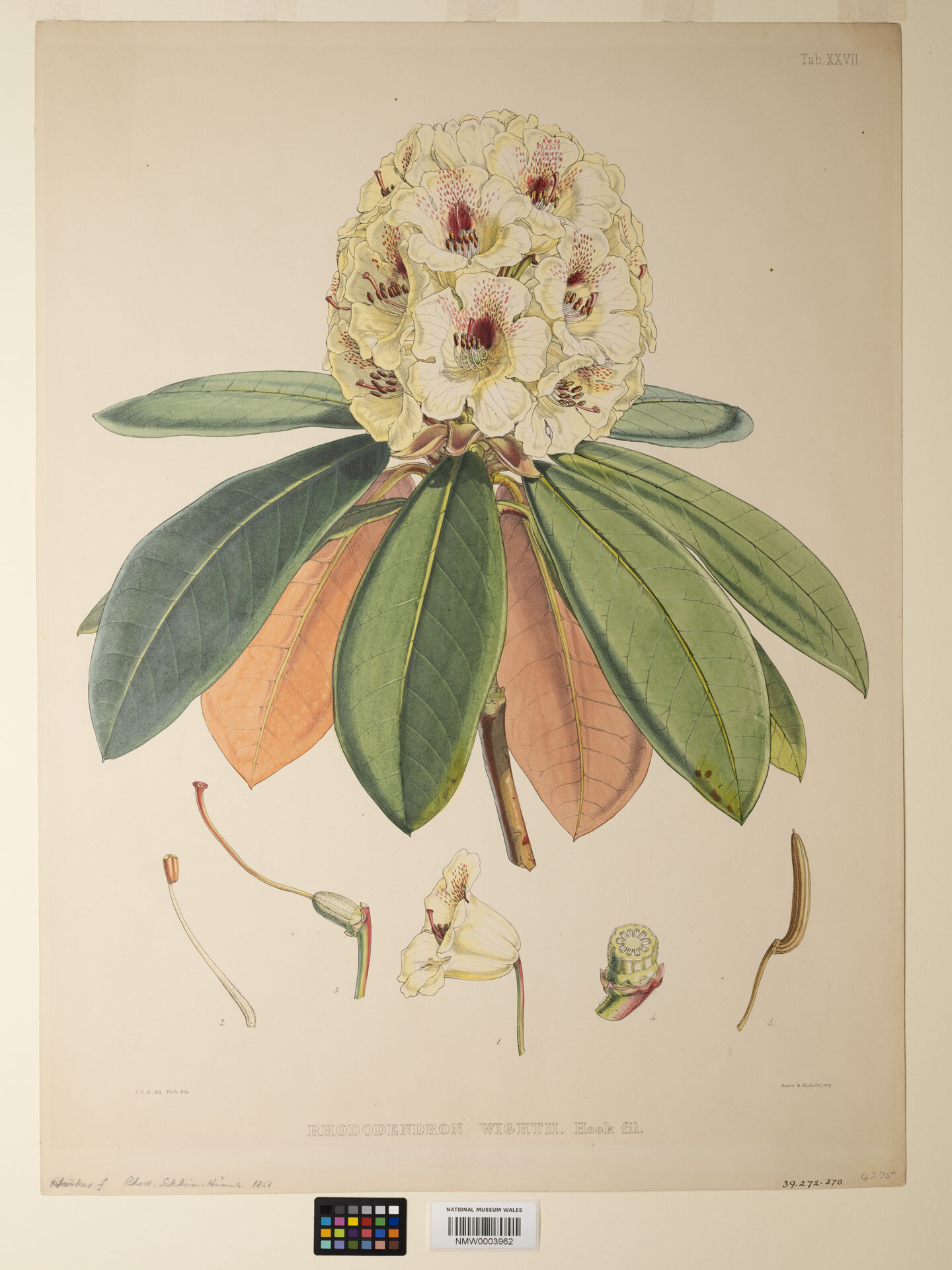 Digitising botanical specimens from South Asia for the Rights and Rites ...