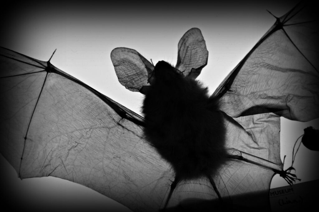 Bat Walk | Museum Wales