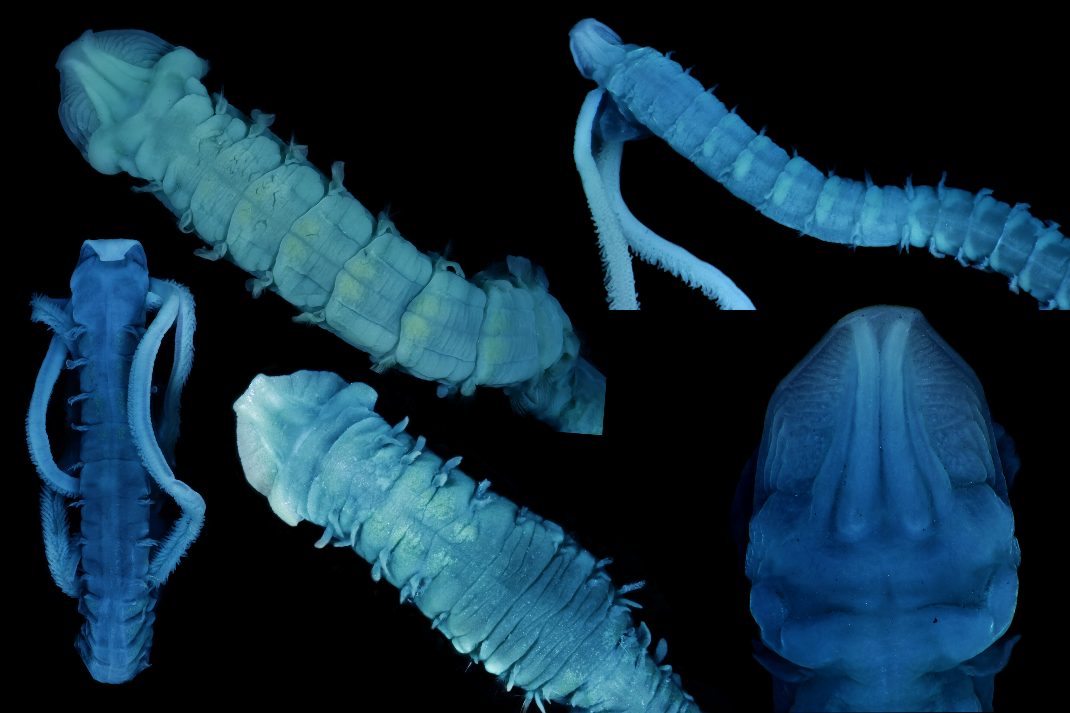 Uncovering new species