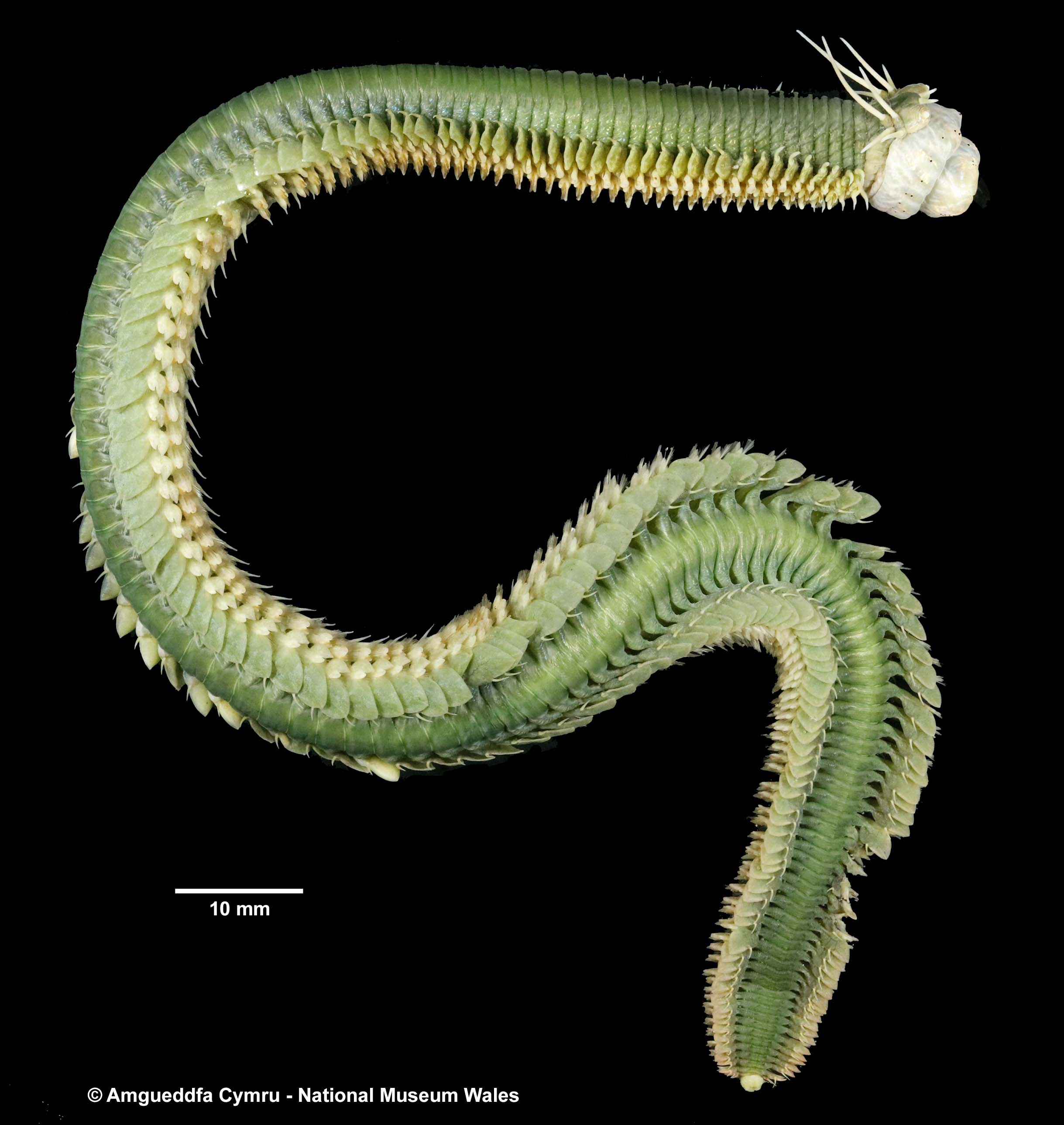 Marine Segmented Worms Spirobranchus Giganteus Wikipedia