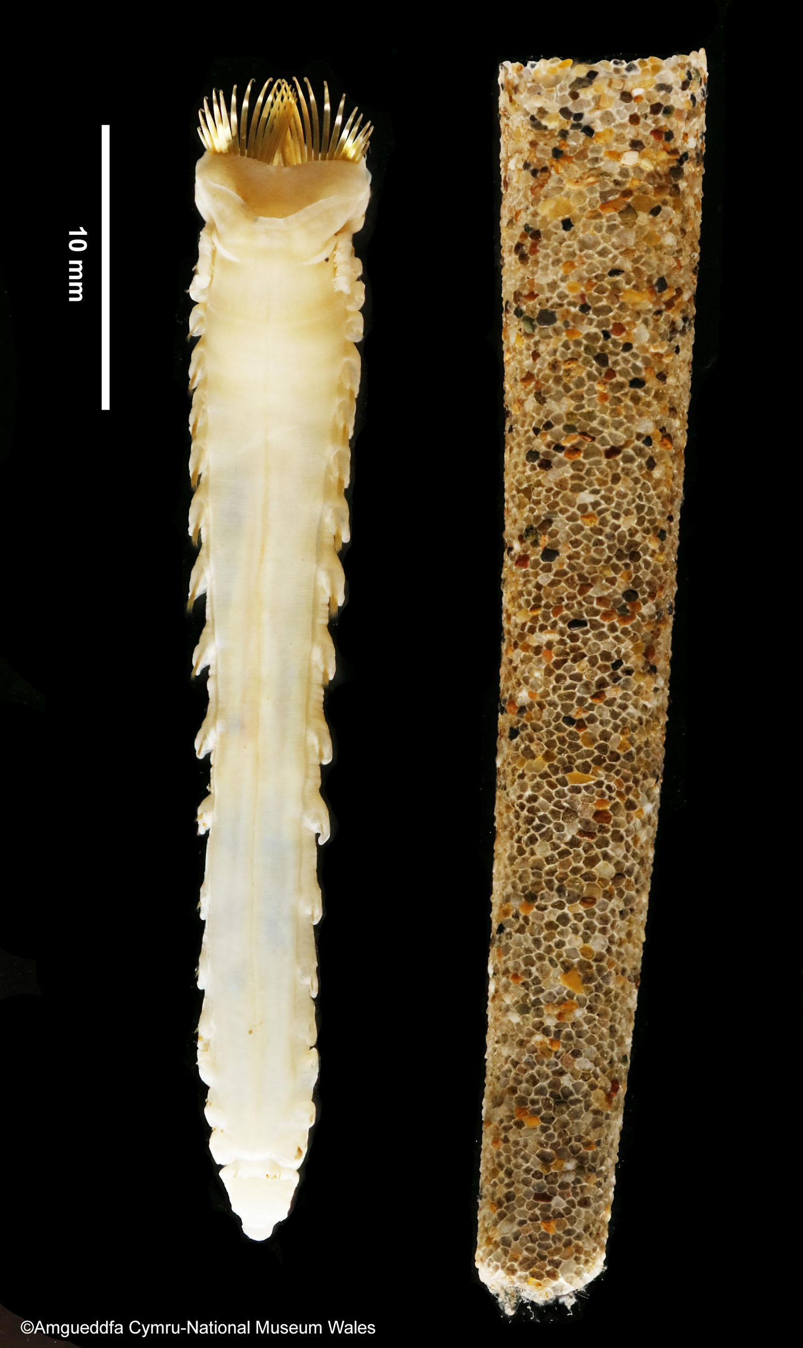 A can of worms – what are marine bristleworms and why are they so ...