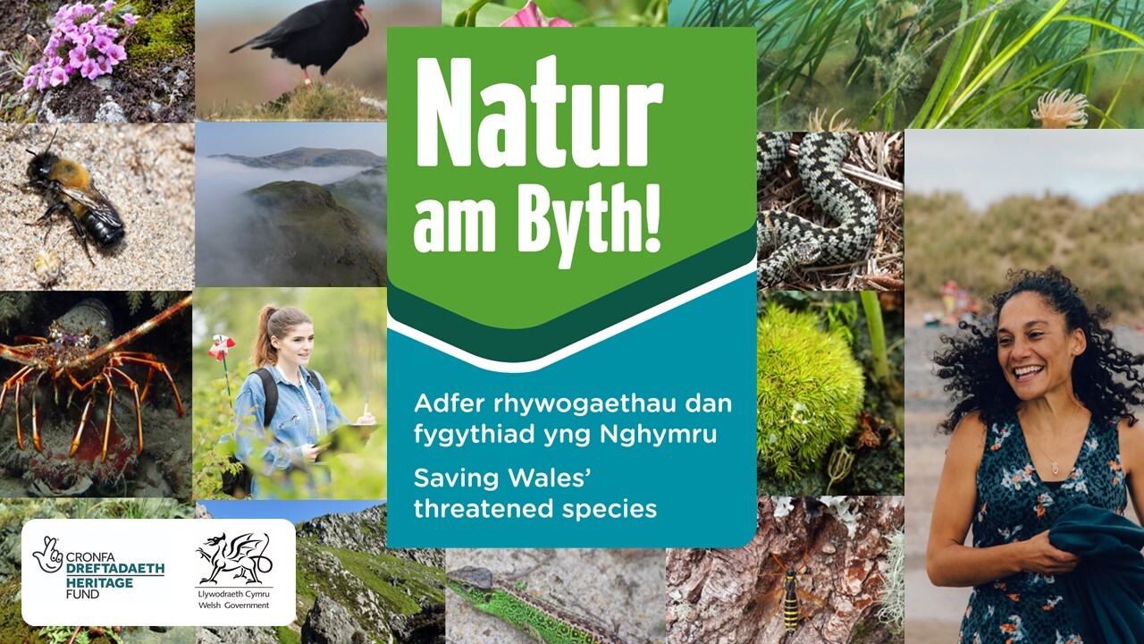 Natur am Byth Webinar 2: Distinct but Difficult: Rare Insects in North ...