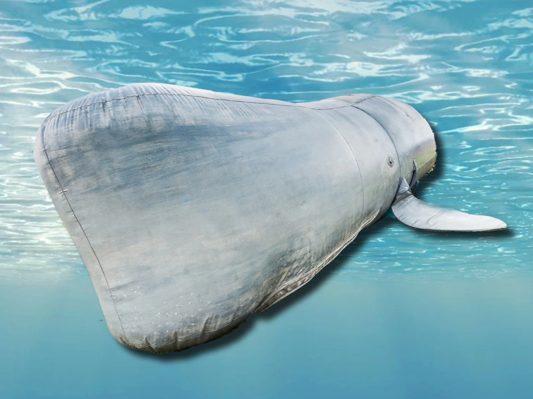 Wondrous Oceans | Museum Wales