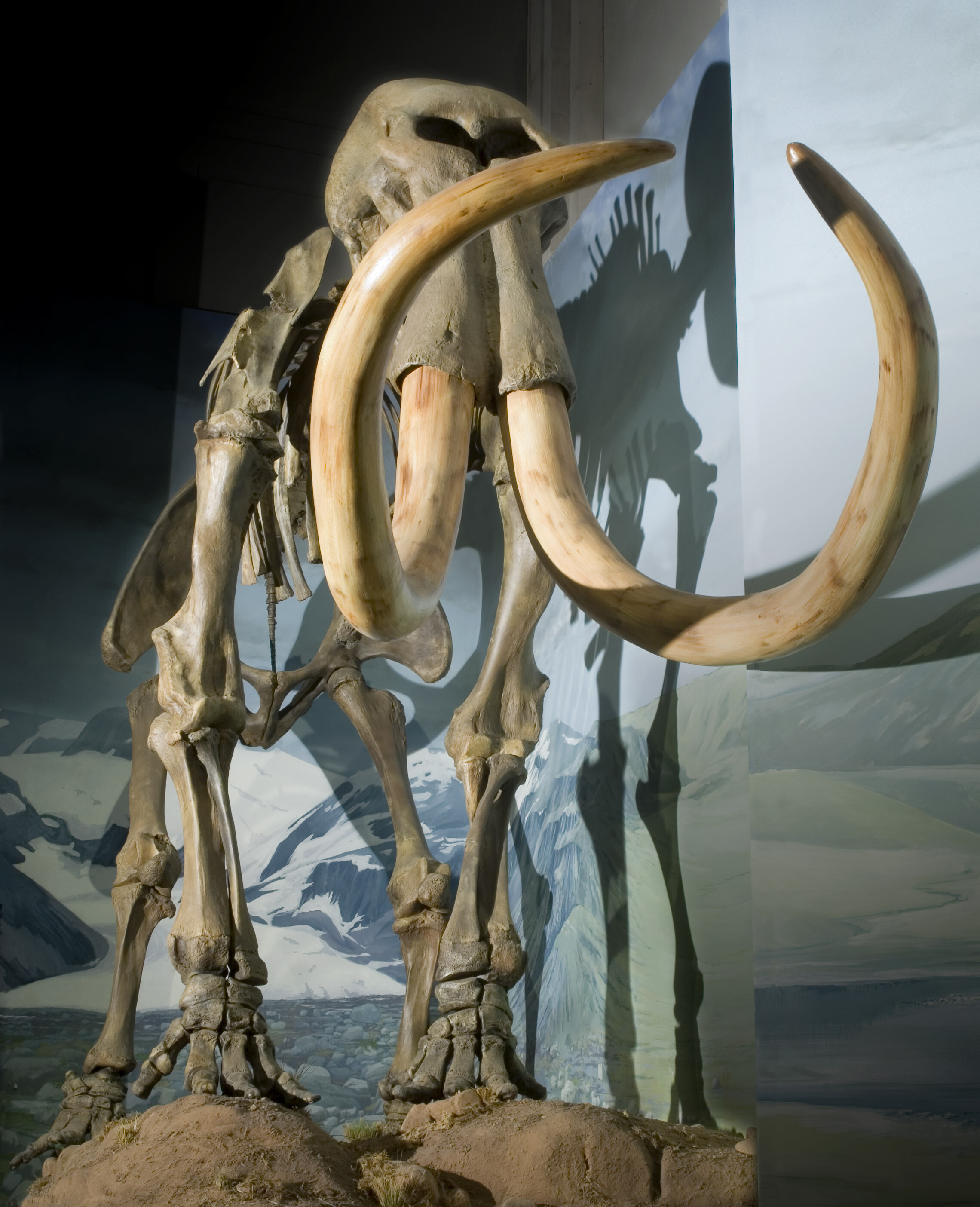 Meet our Mammoth | Museum Wales