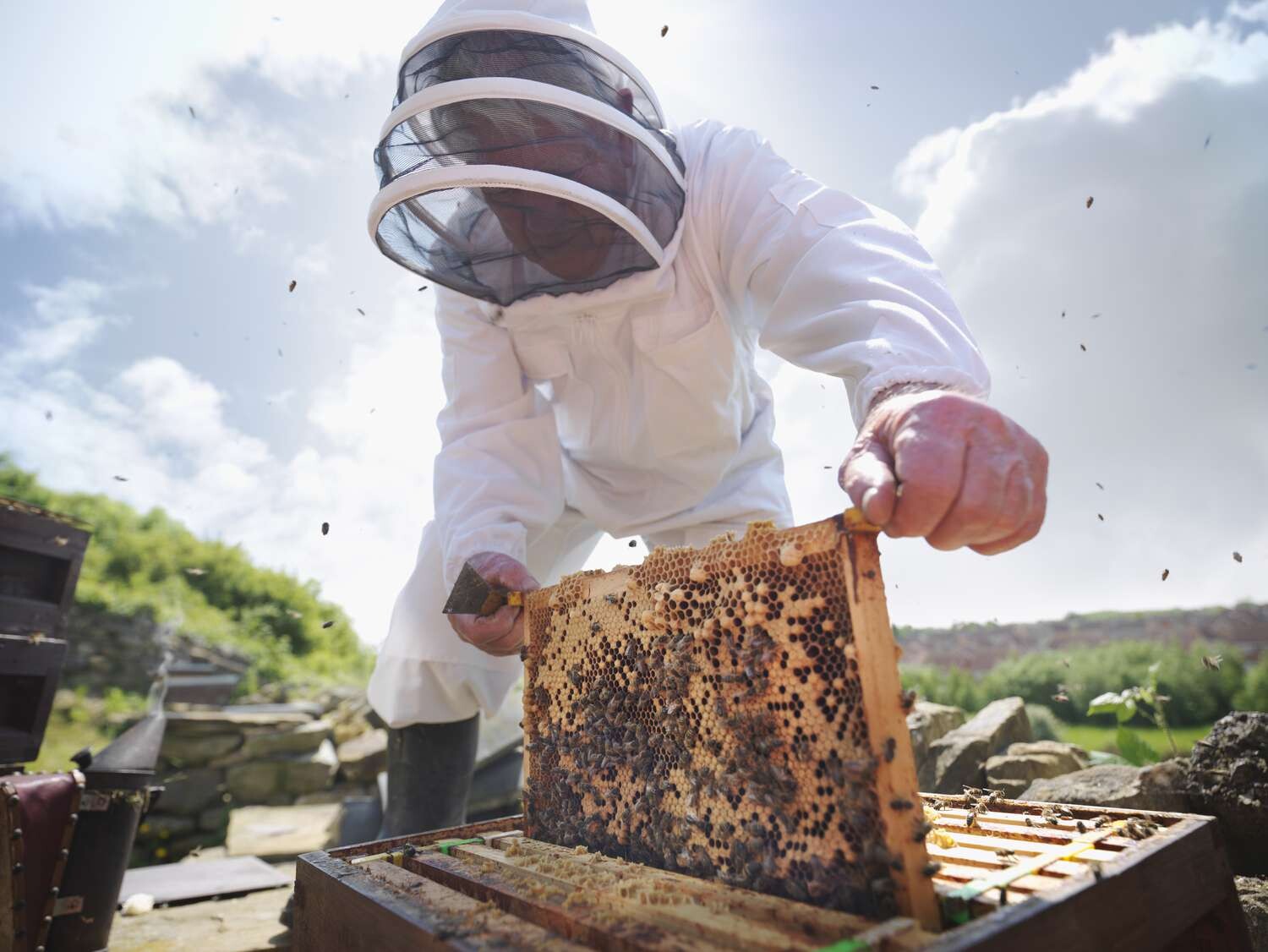 Introduction to Beekeeping | Museum Wales