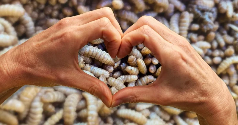 Loving Maggots | Museum Wales