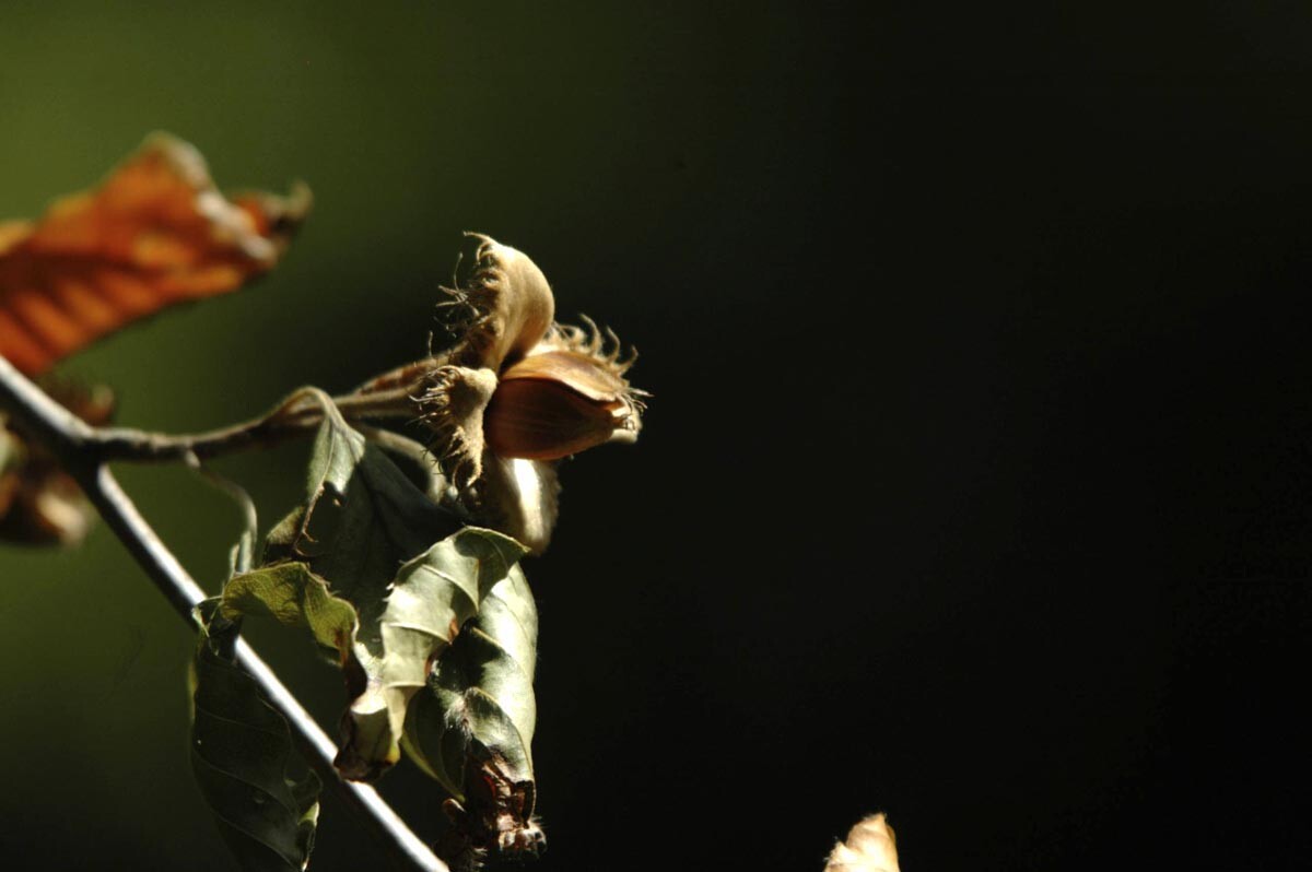 Autumn adventure | Museum Wales